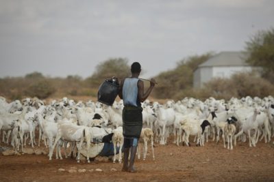 Somali Goat - Breed Profile - Goat Journal